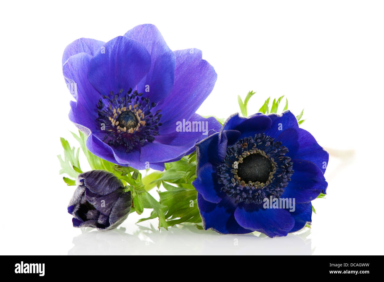 Open and closed anemones hi-res stock photography and images - Alamy