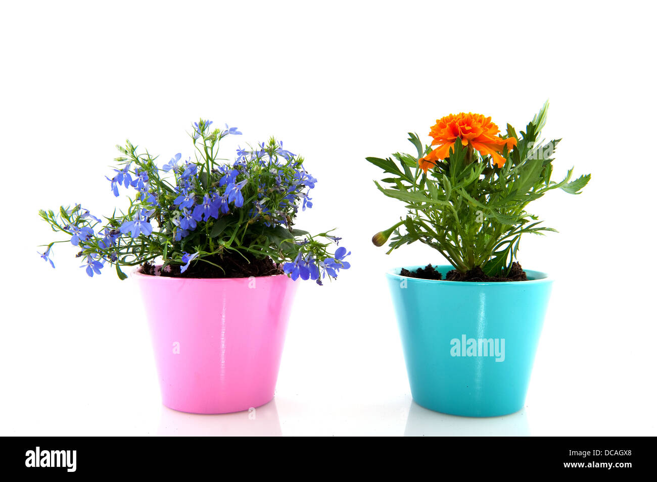 Lobelia flowers Cut Out Stock Images & Pictures - Alamy