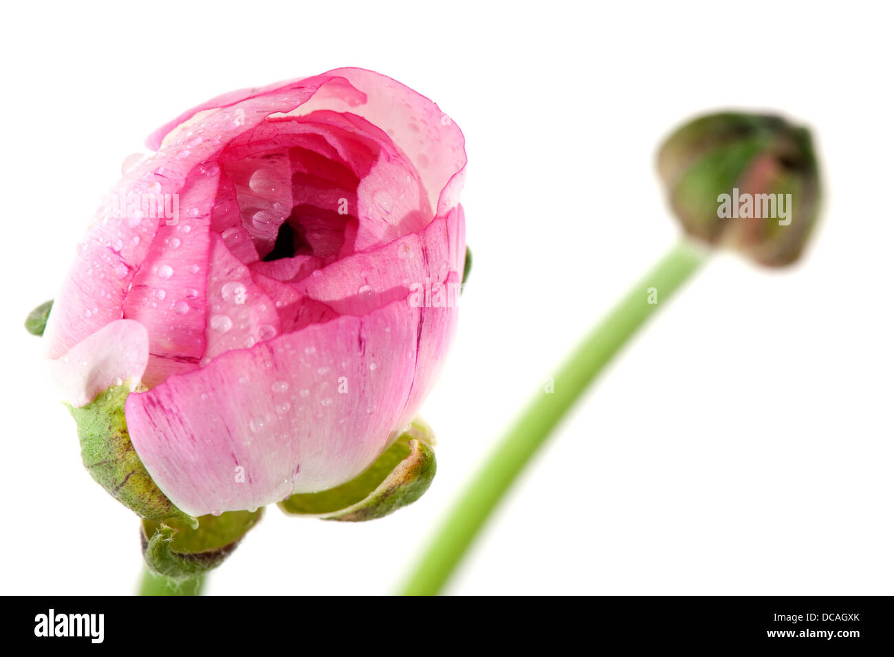 Water buttercup hi-res stock photography and images - Alamy