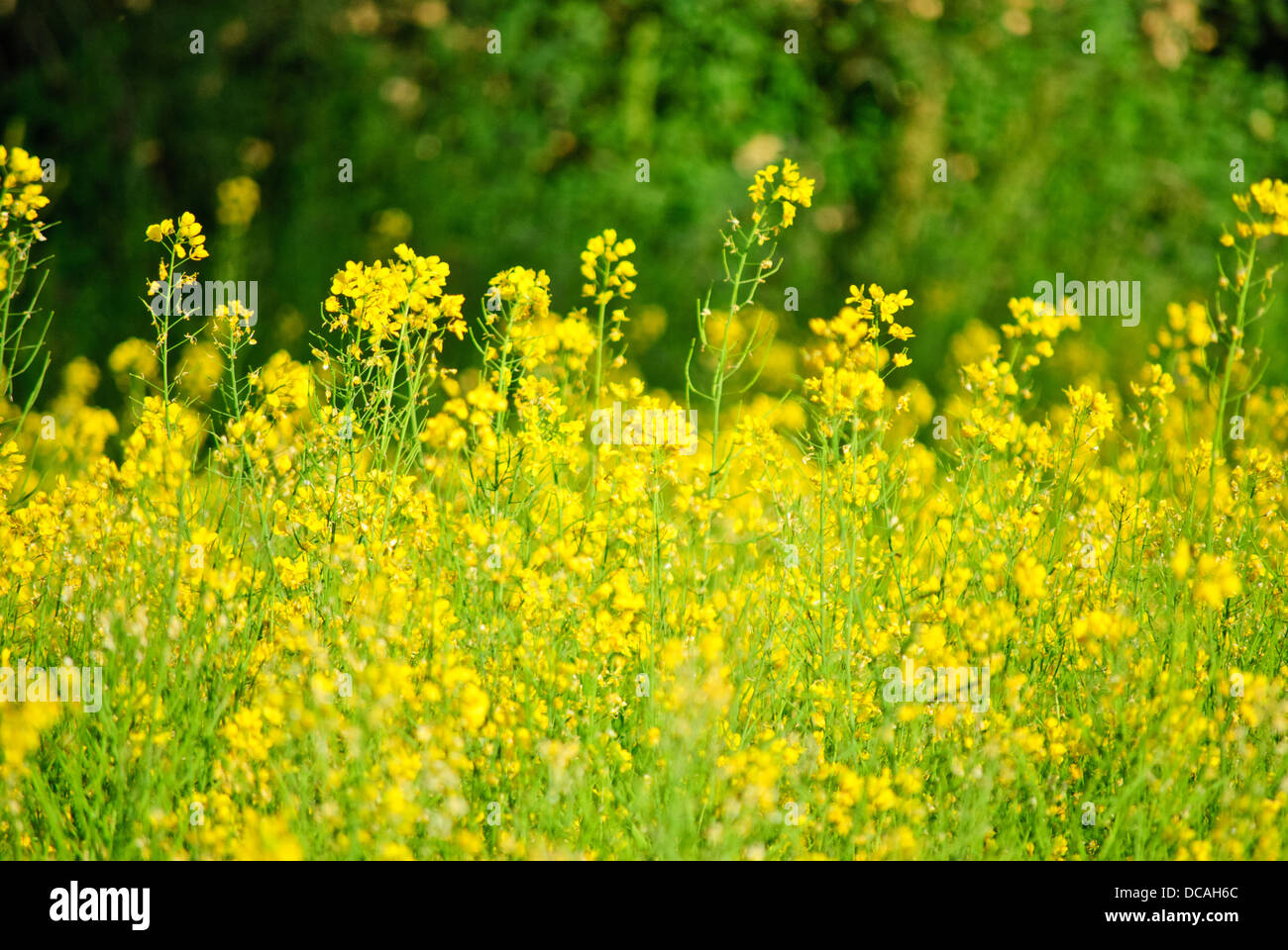 India yellow flowers hi-res stock photography and images - Alamy