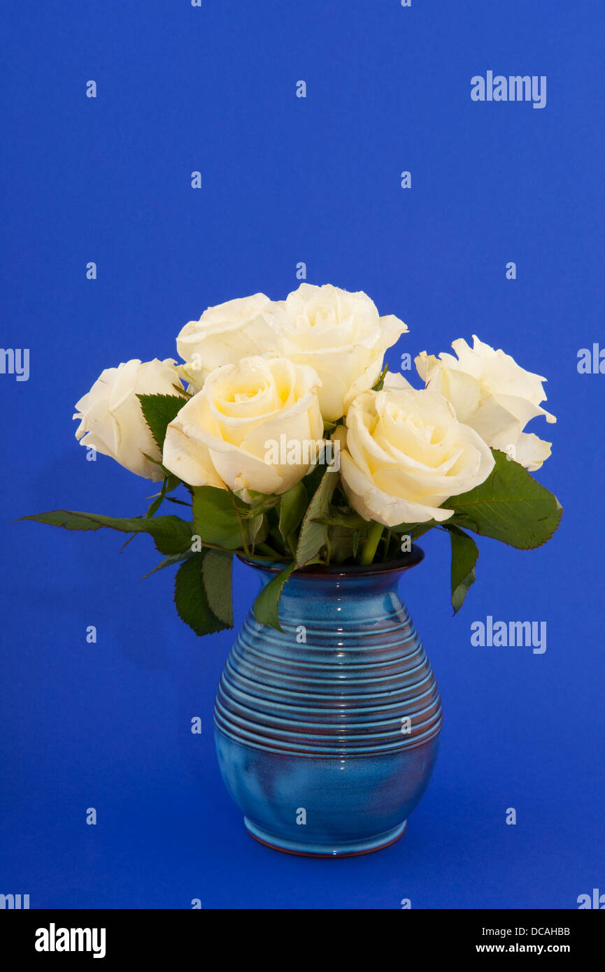white roses on blue Stock Photo - Alamy