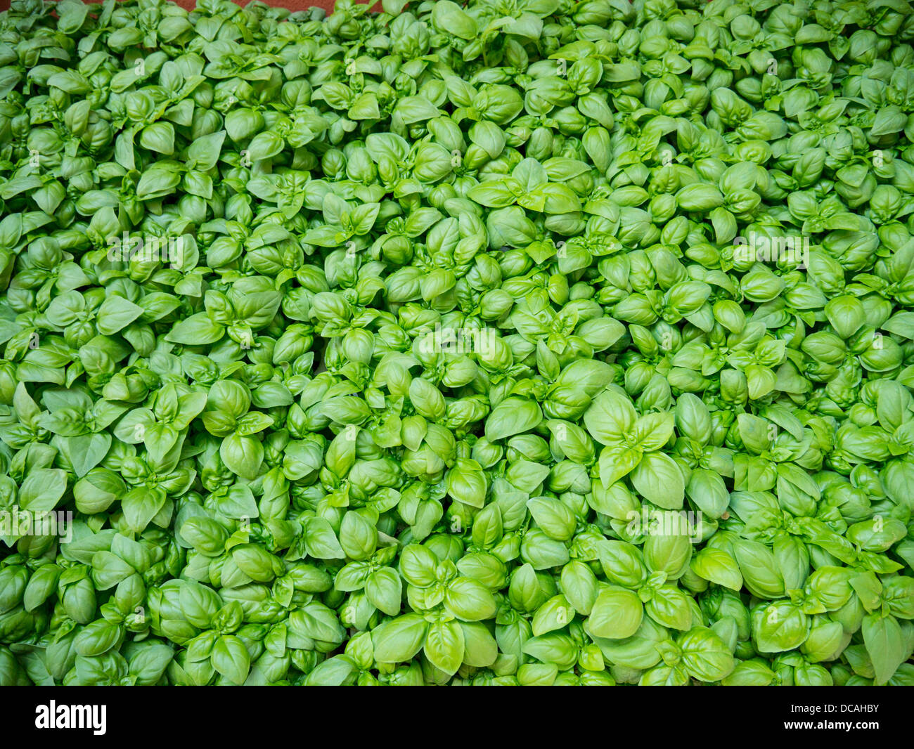 Blaett hi-res stock photography and images - Alamy