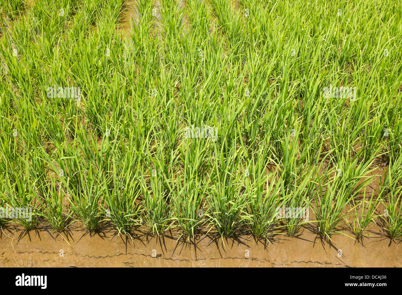 Rice cultivation in Japan Stock Photo - Alamy