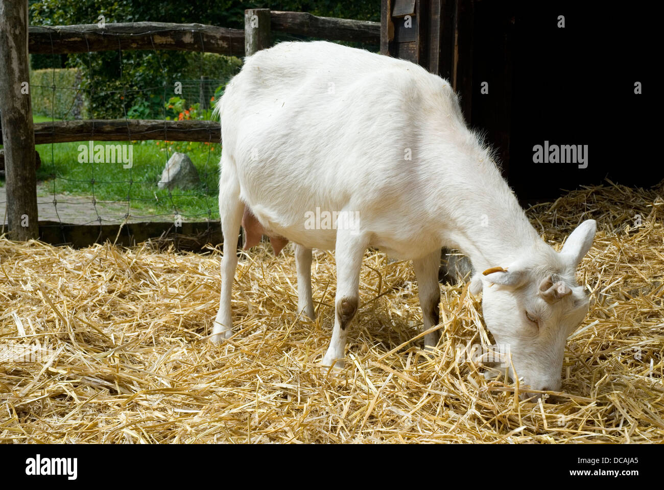 goat on the farm Stock Photo - Alamy