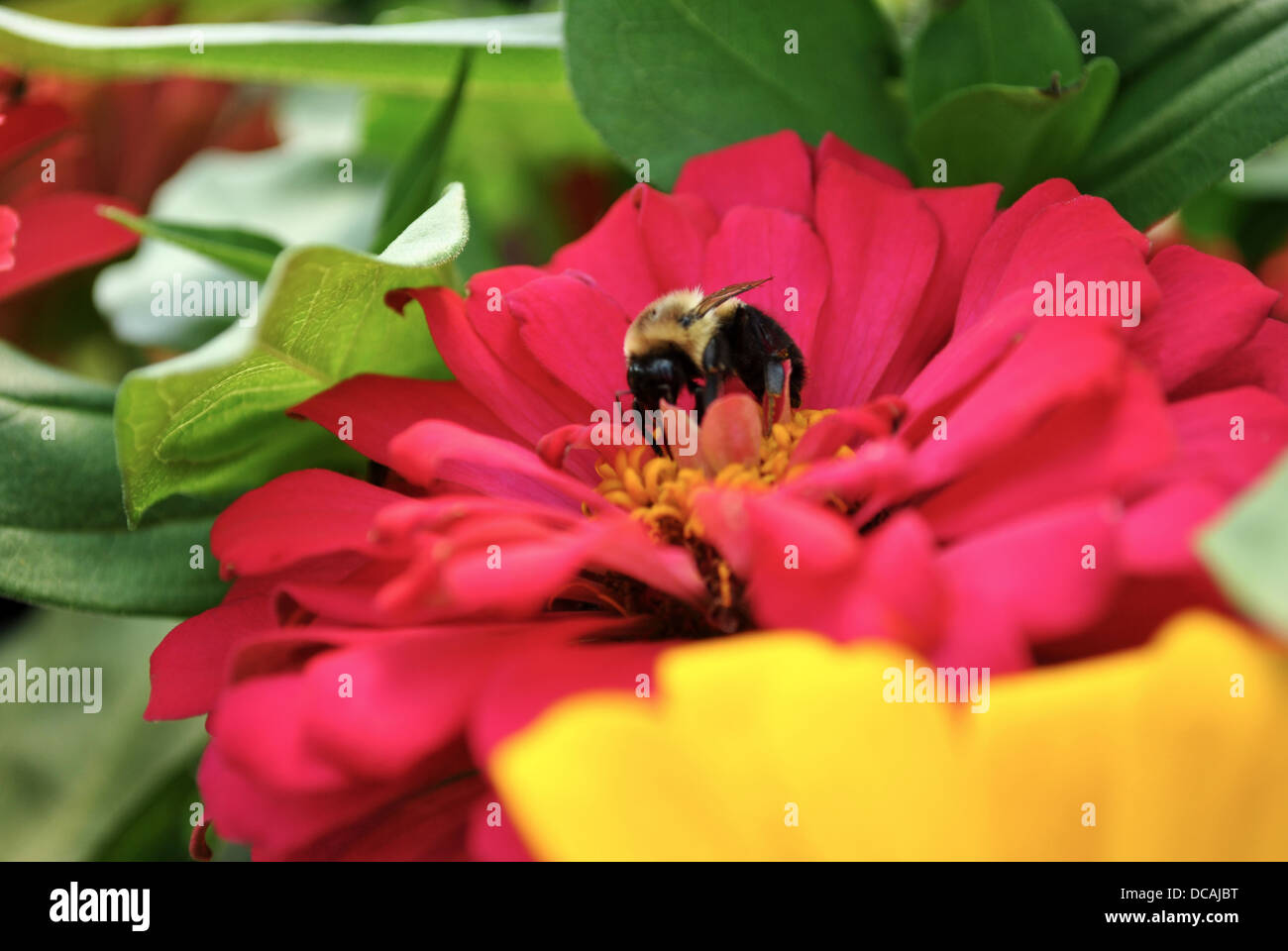 Bee Pollinating a Bright Summer Flower Stock Photo - Alamy