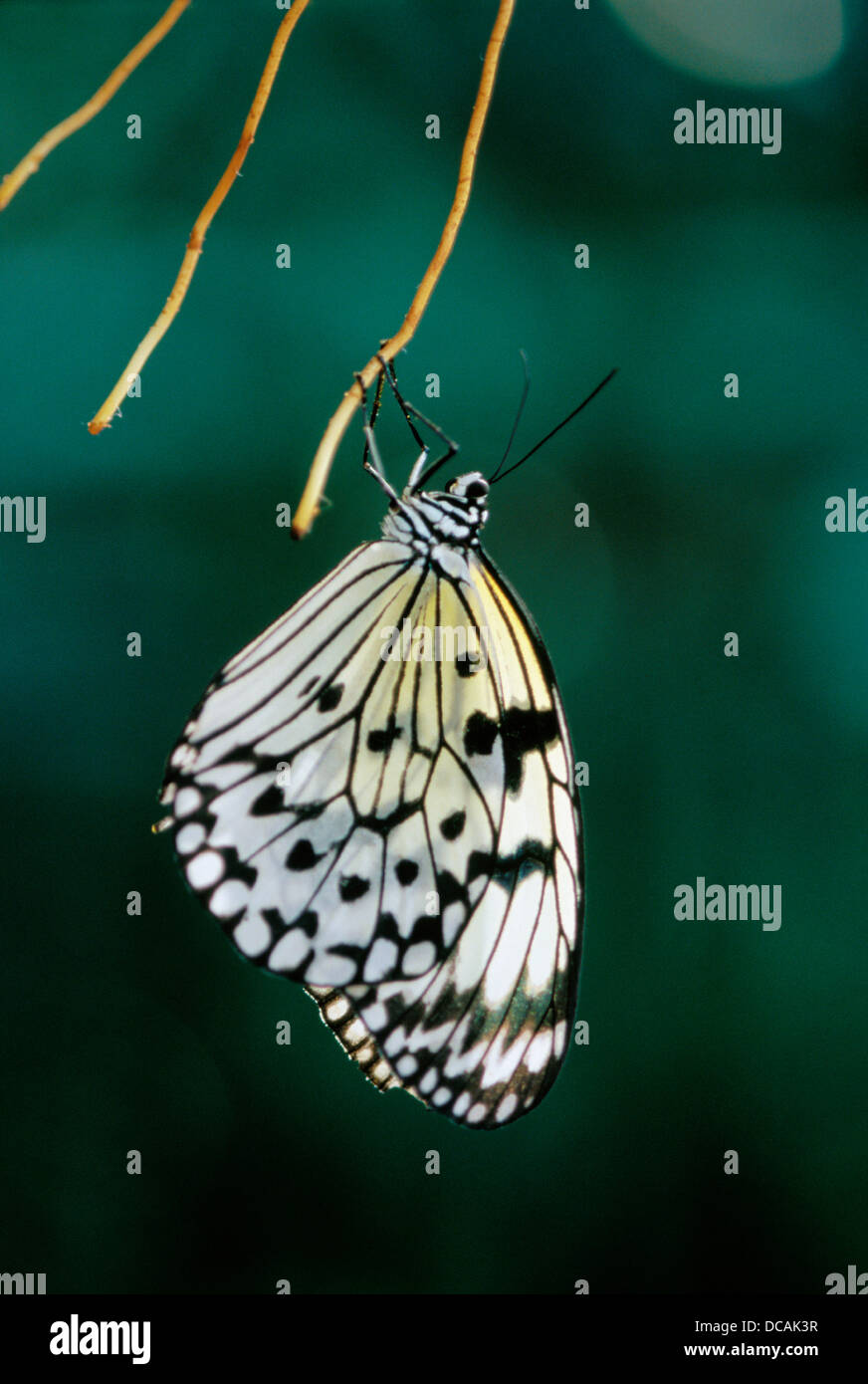 White Tree Nymph (Idea leuconoe). Indo-Australian Southeast Asia Stock ...