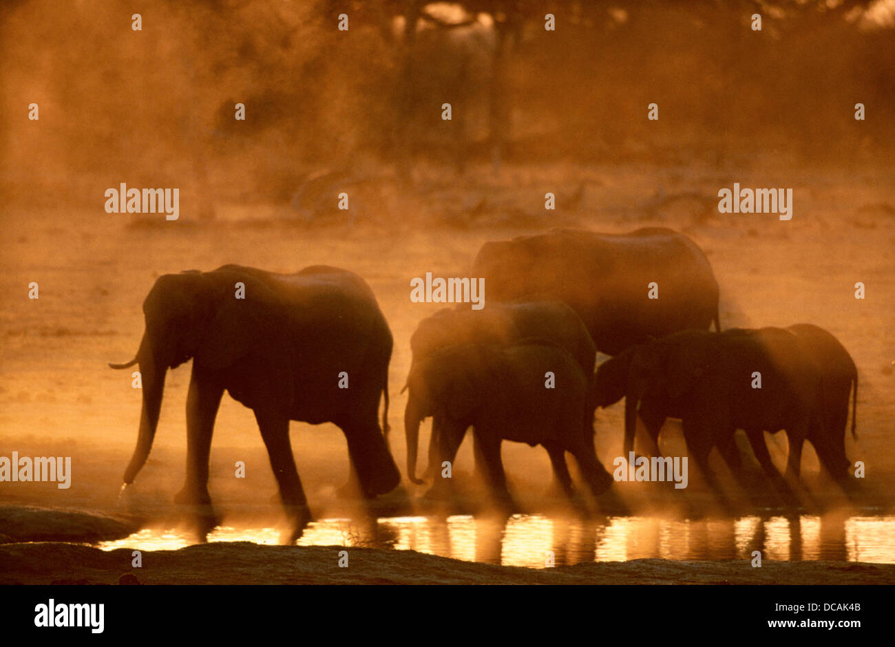 Community of african elephants hi-res stock photography and images - Alamy