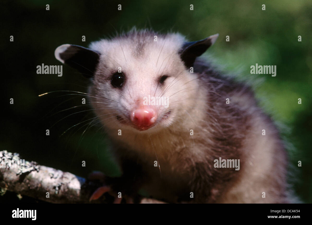 Didelphis Marsupialis High Resolution Stock Photography and Images - Alamy