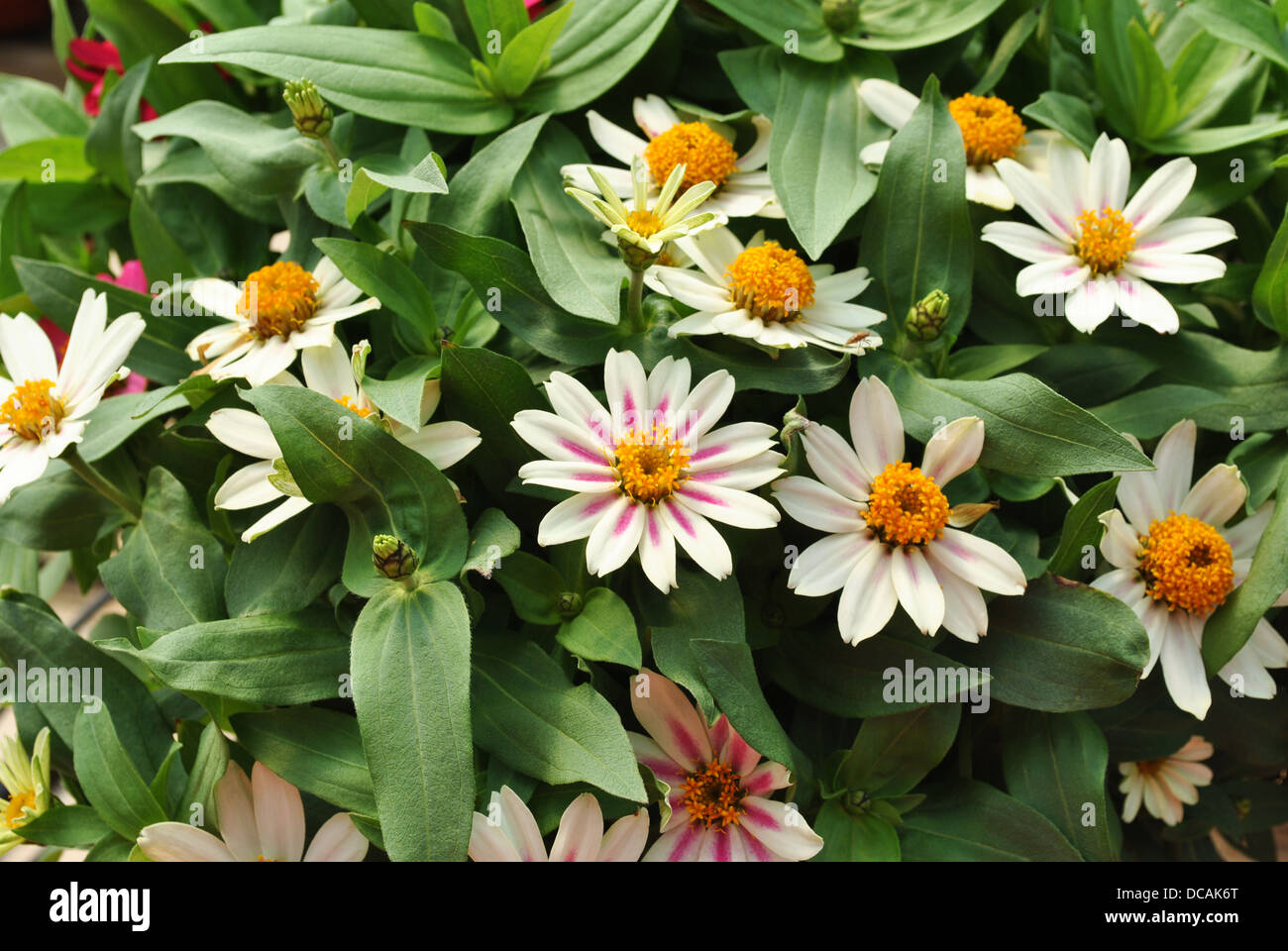 Background of Colorful Gerber Daisies in the Summer Sun Stock Photo - Alamy