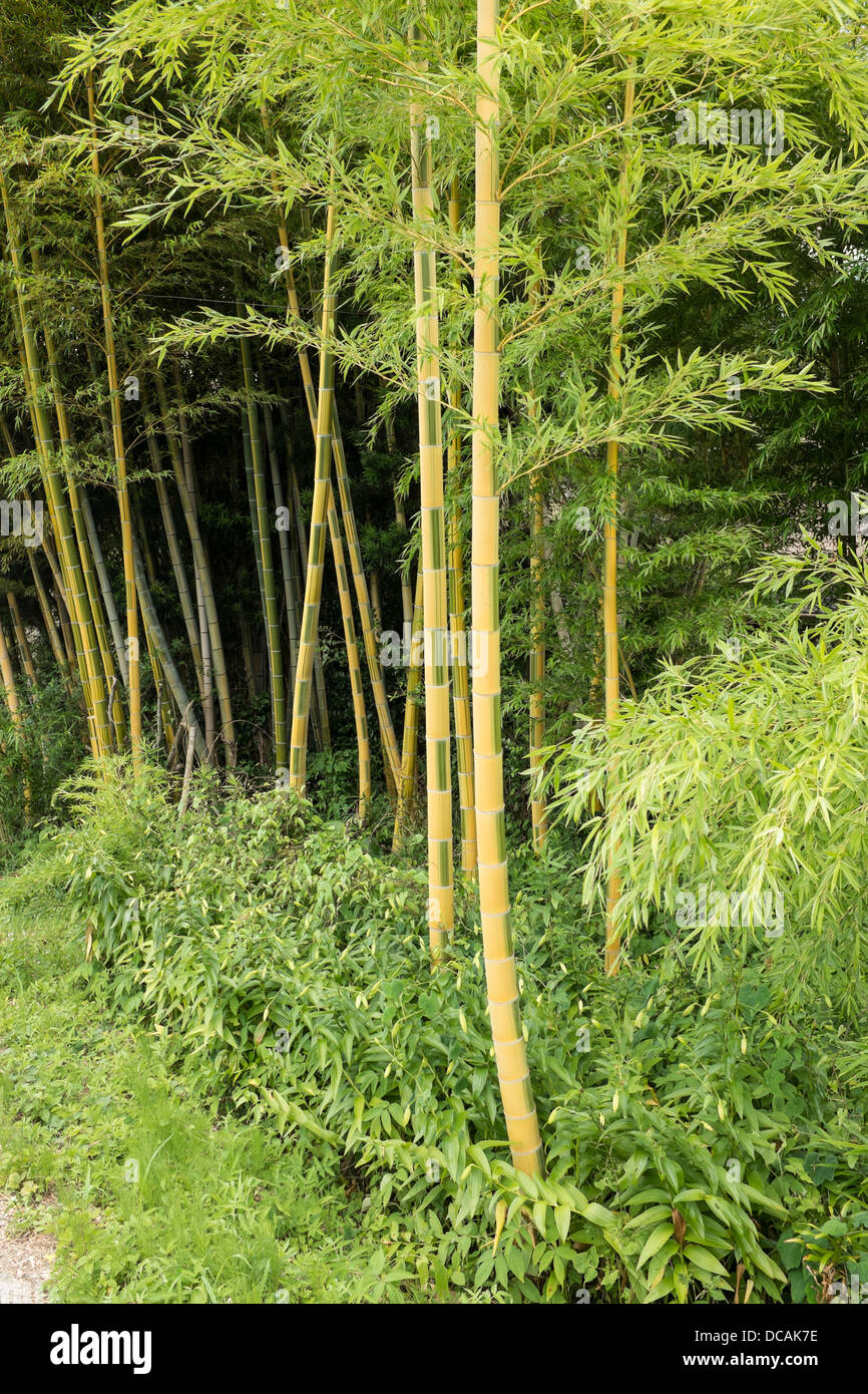 Green striped bamboo hi-res stock photography and images - Alamy