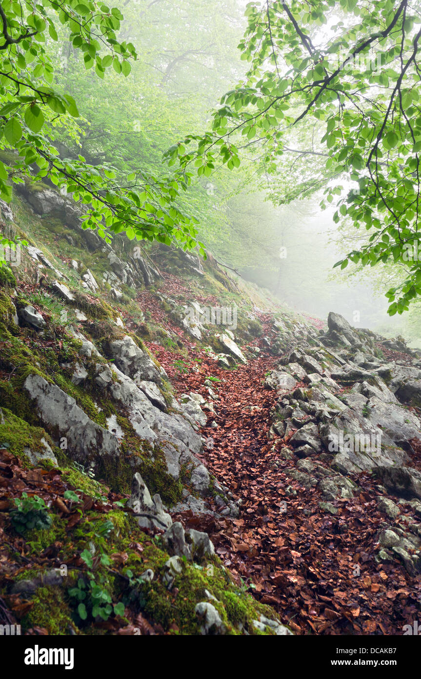 Rainy pathway hi-res stock photography and images - Alamy