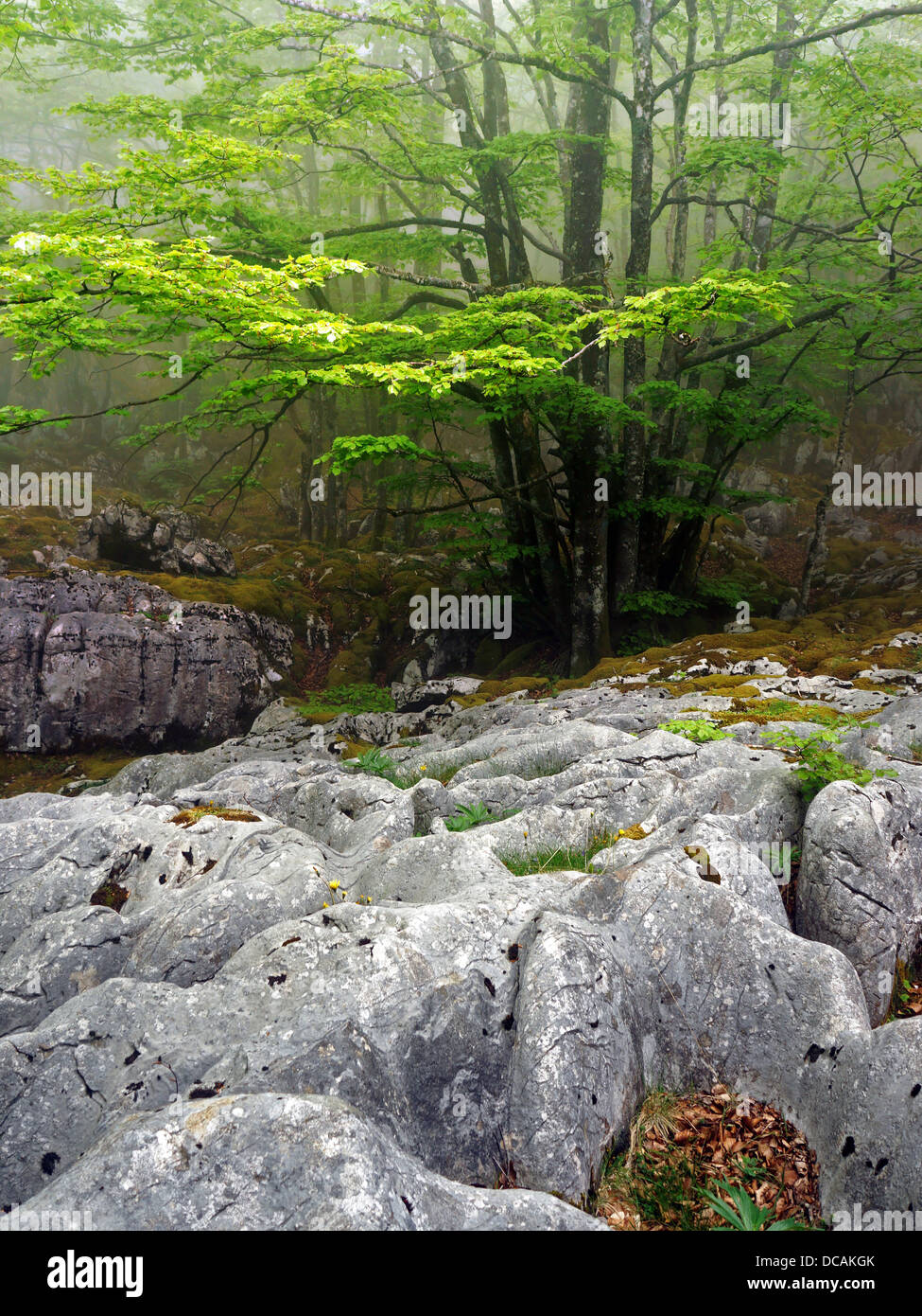 Rocky forest with fog in spring Stock Photo - Alamy