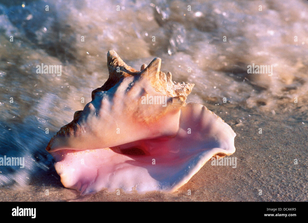 Conch shell at beach Stock Photo - Alamy