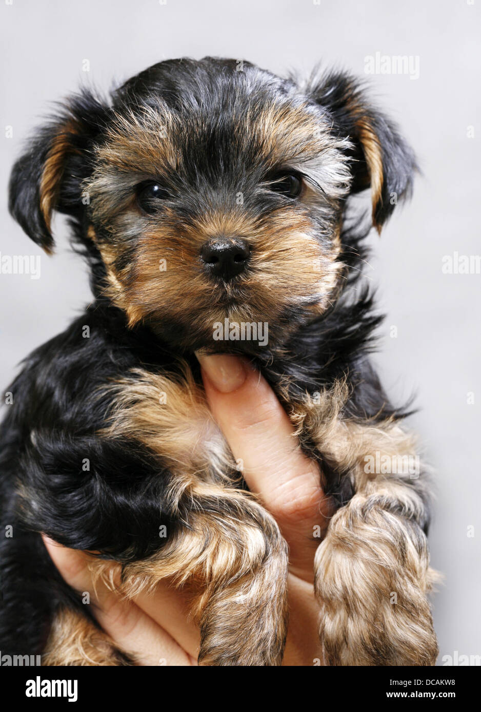 Dark brown yorkshire terrier hi-res stock photography and images - Alamy