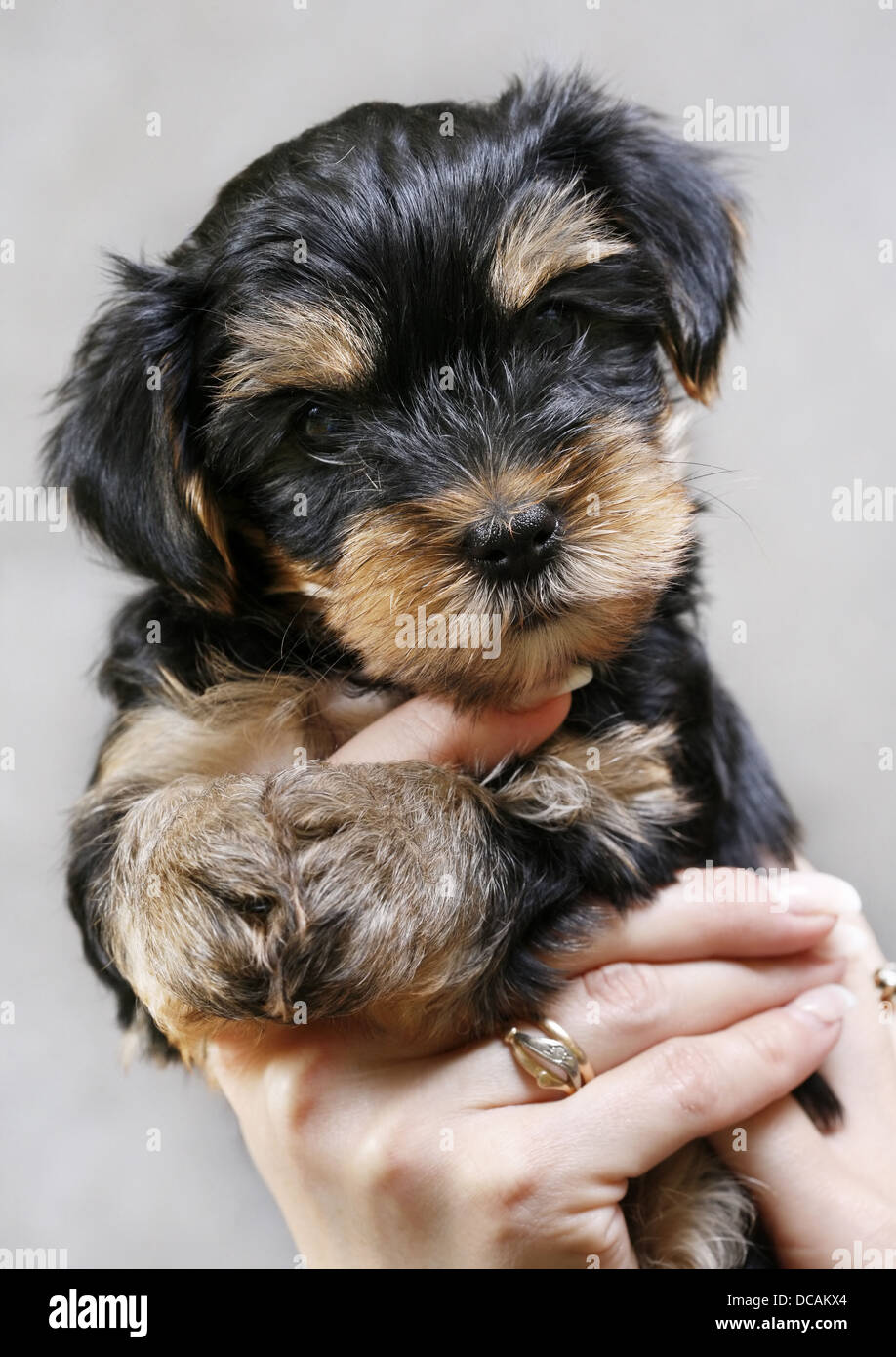 Dark brown yorkshire terrier hi-res stock photography and images - Alamy