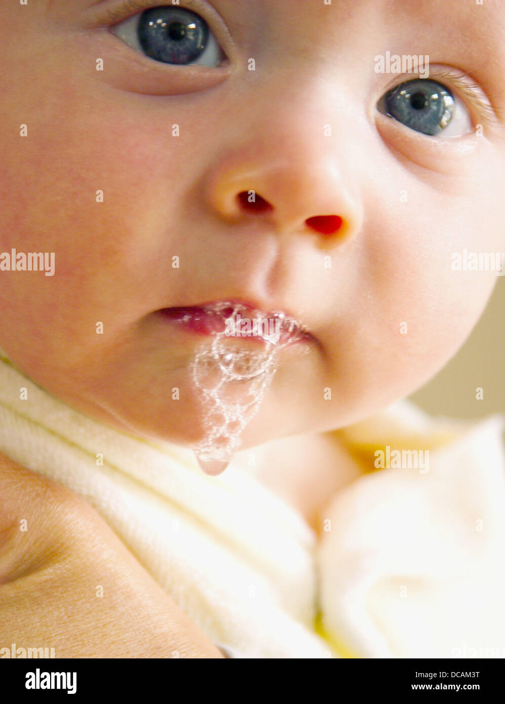 Drool High Resolution Stock Photography and Images - Alamy