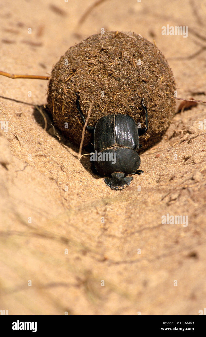 Dung Beetle Scarabaeus Sacer High Resolution Stock Photography and ...