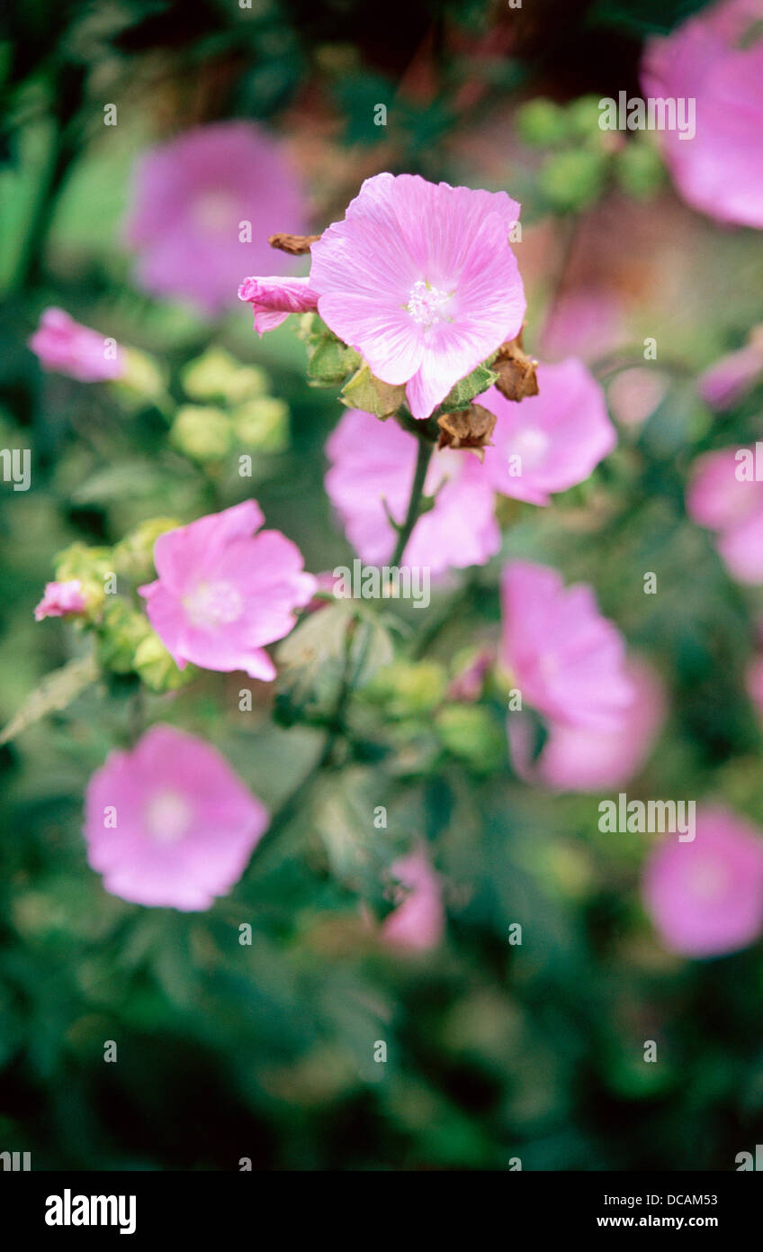 Malvas hi-res stock photography and images - Alamy