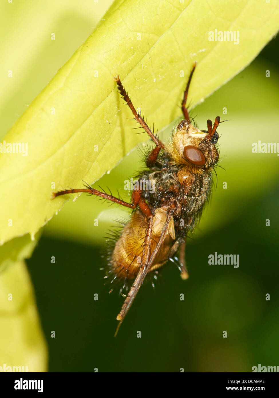 Parasite Fly resting on leaf Stock Photo - Alamy