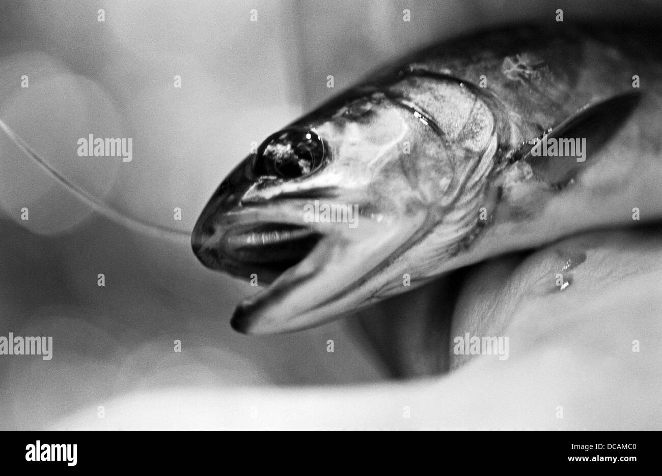 Monochrome fish head hi-res stock photography and images - Alamy