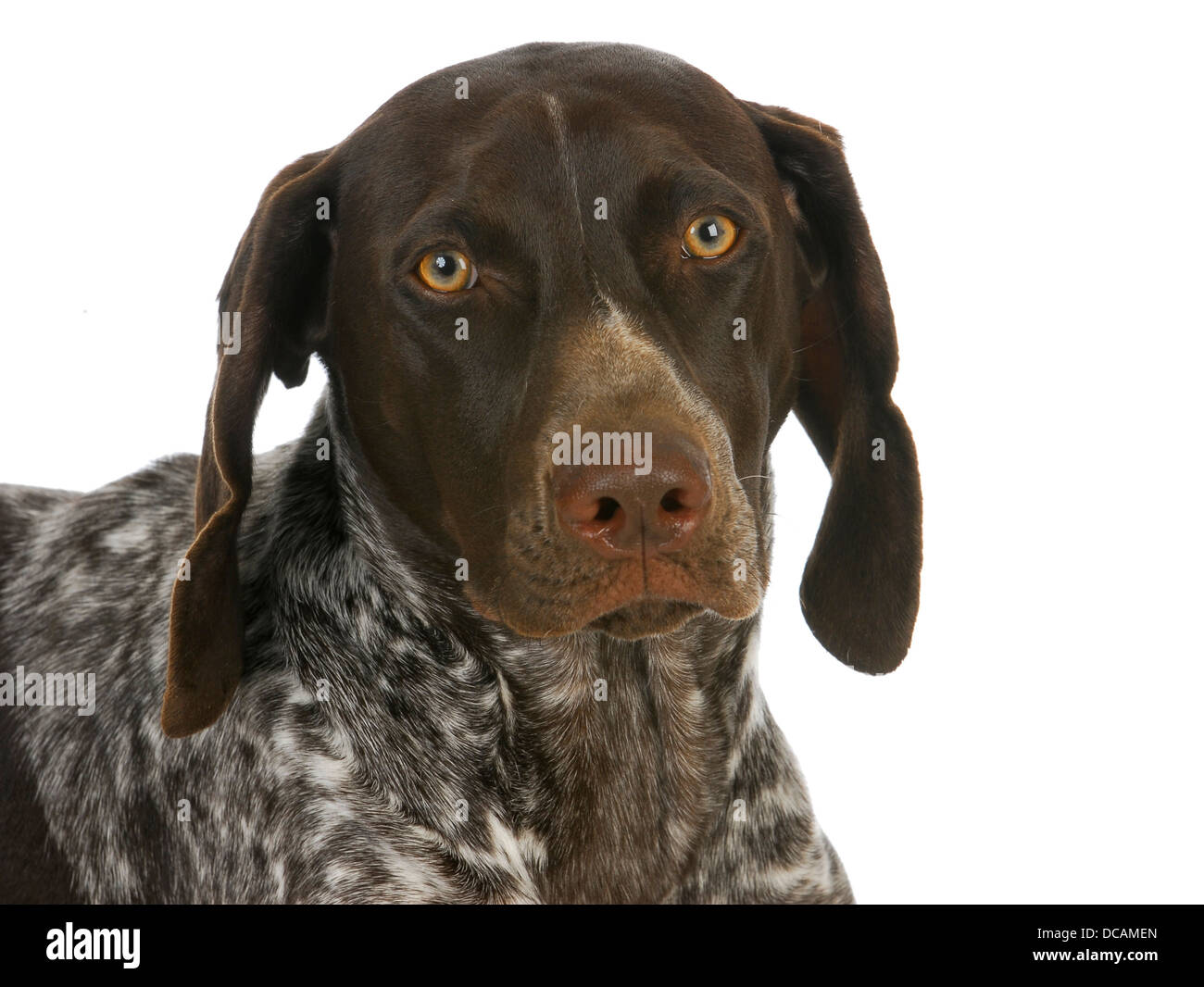 german short haired pointer portrait isolated on white background Stock ...