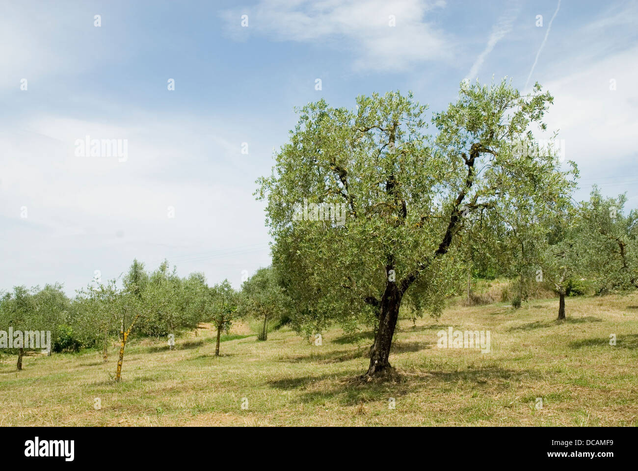 Hill olive trees hi-res stock photography and images - Alamy