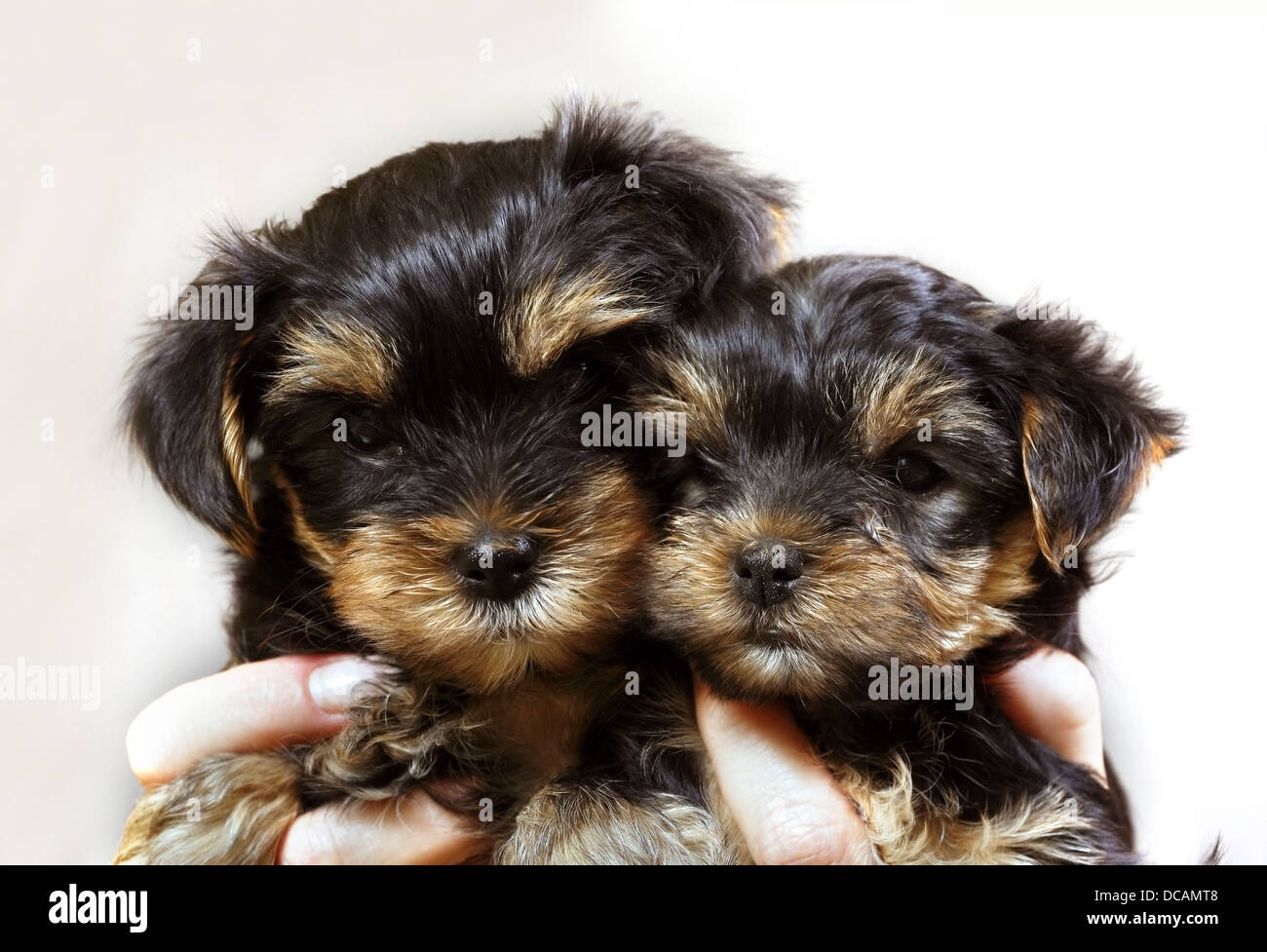 Dark brown yorkshire terrier hi-res stock photography and images - Alamy