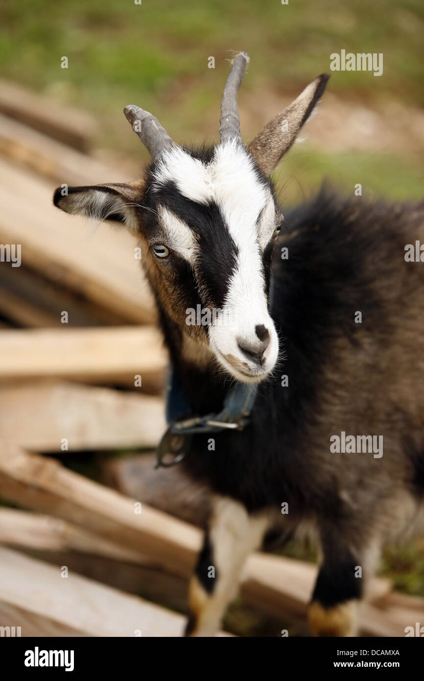 White and black baby goat hi-res stock photography and images - Alamy
