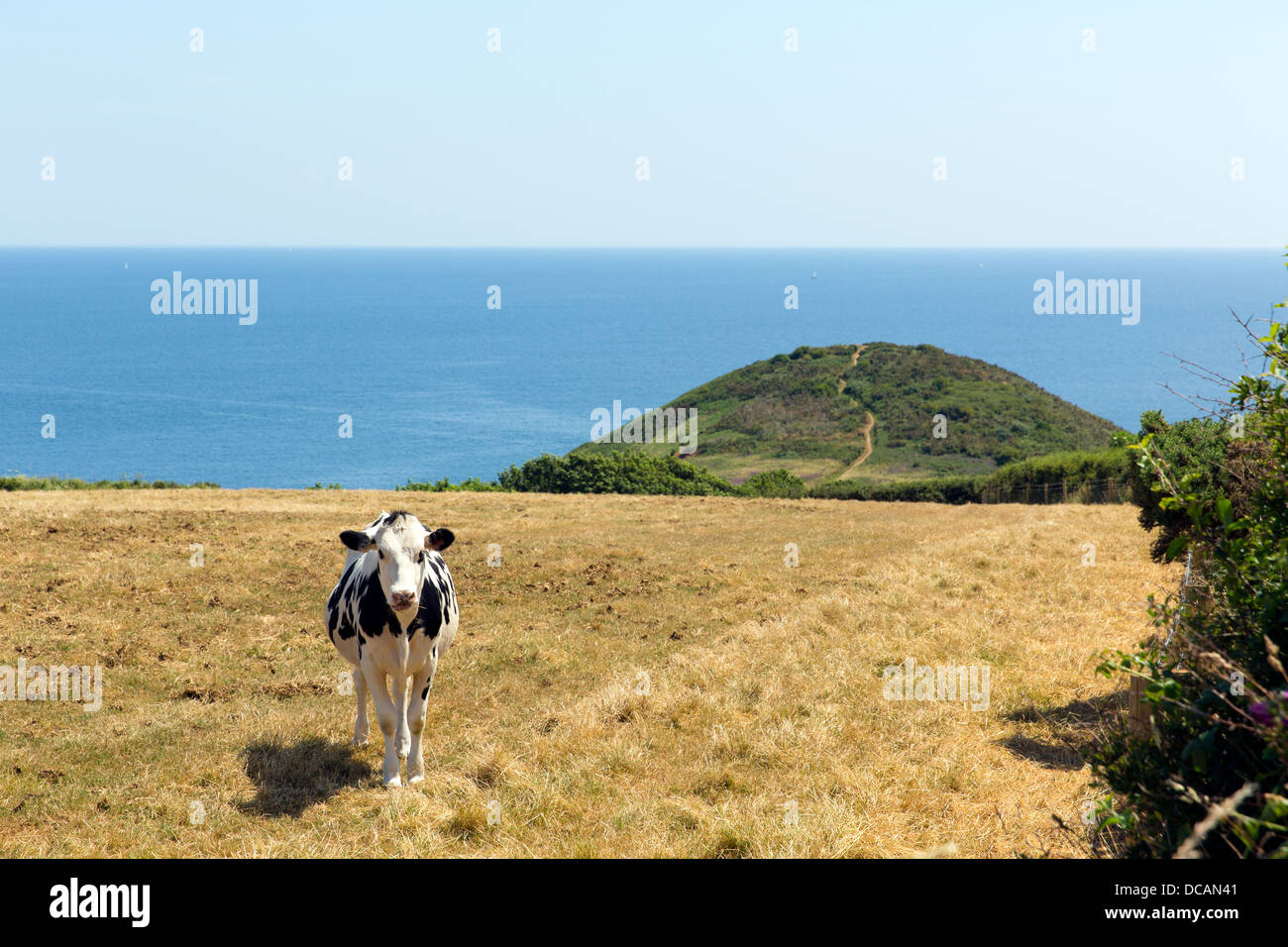 Cornish cow hi-res stock photography and images - Alamy