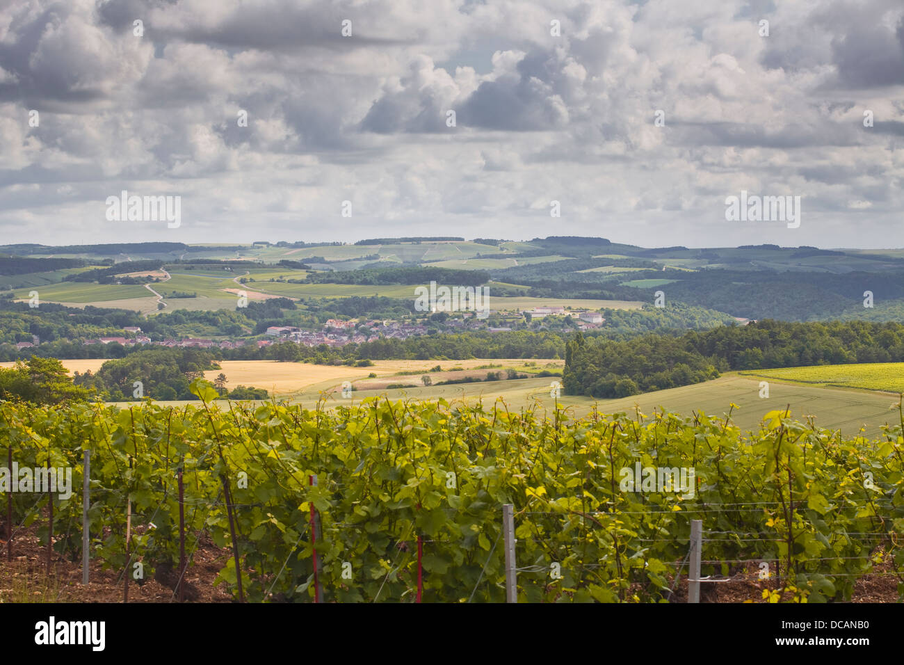 Champagne vineyards in the Cote des Bar area of the Aube department ...
