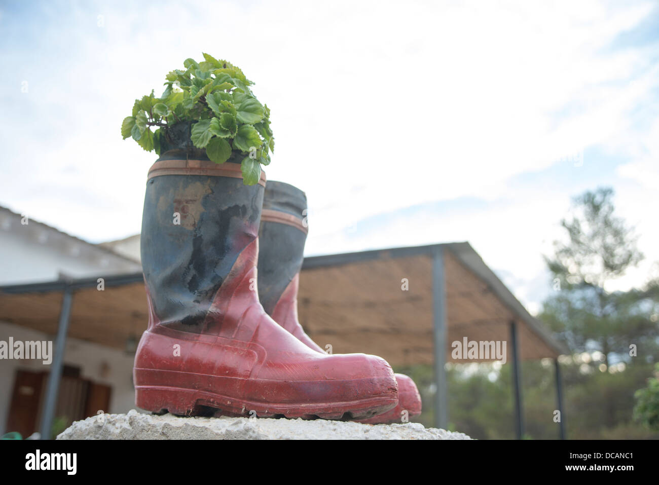 katiuskas converted in pots to decorate terraces Stock Photo - Alamy