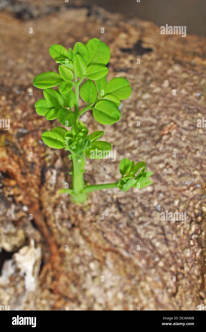 Moringa oleifera plant growing hi-res stock photography and images - Alamy
