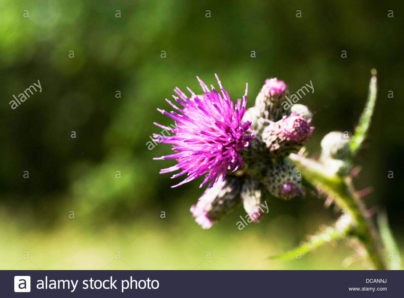 Prickly Thistle Leaves High Resolution Stock Photography and Images - Alamy