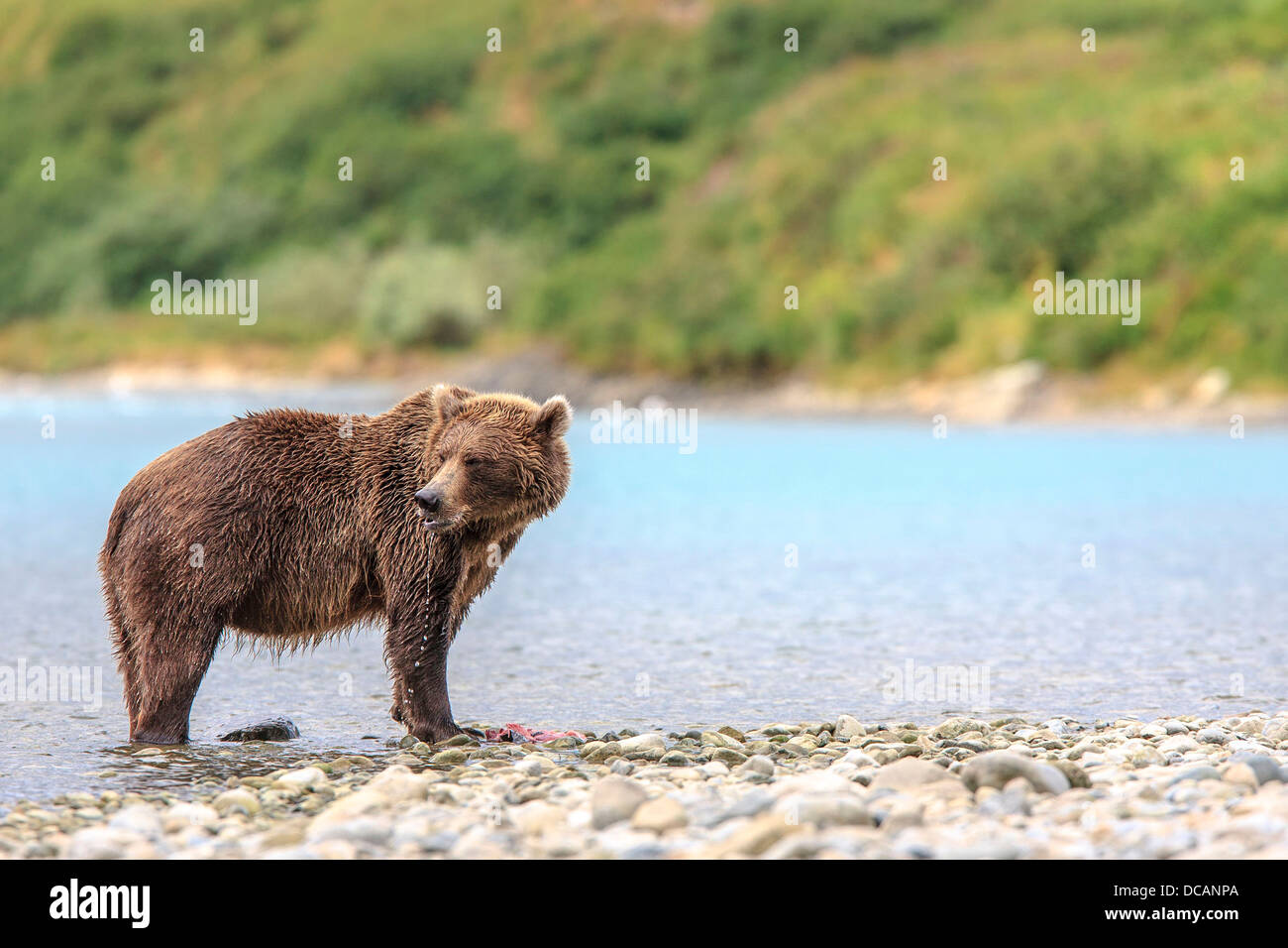 Grizzly Bears. Also called Brown Bears. McNeil River State Game ...
