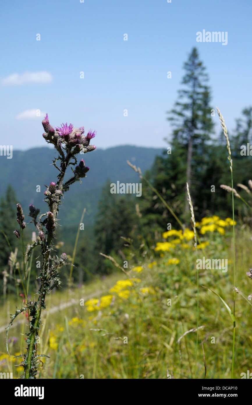 purple thistle in bloom in a mountain region Stock Photo - Alamy