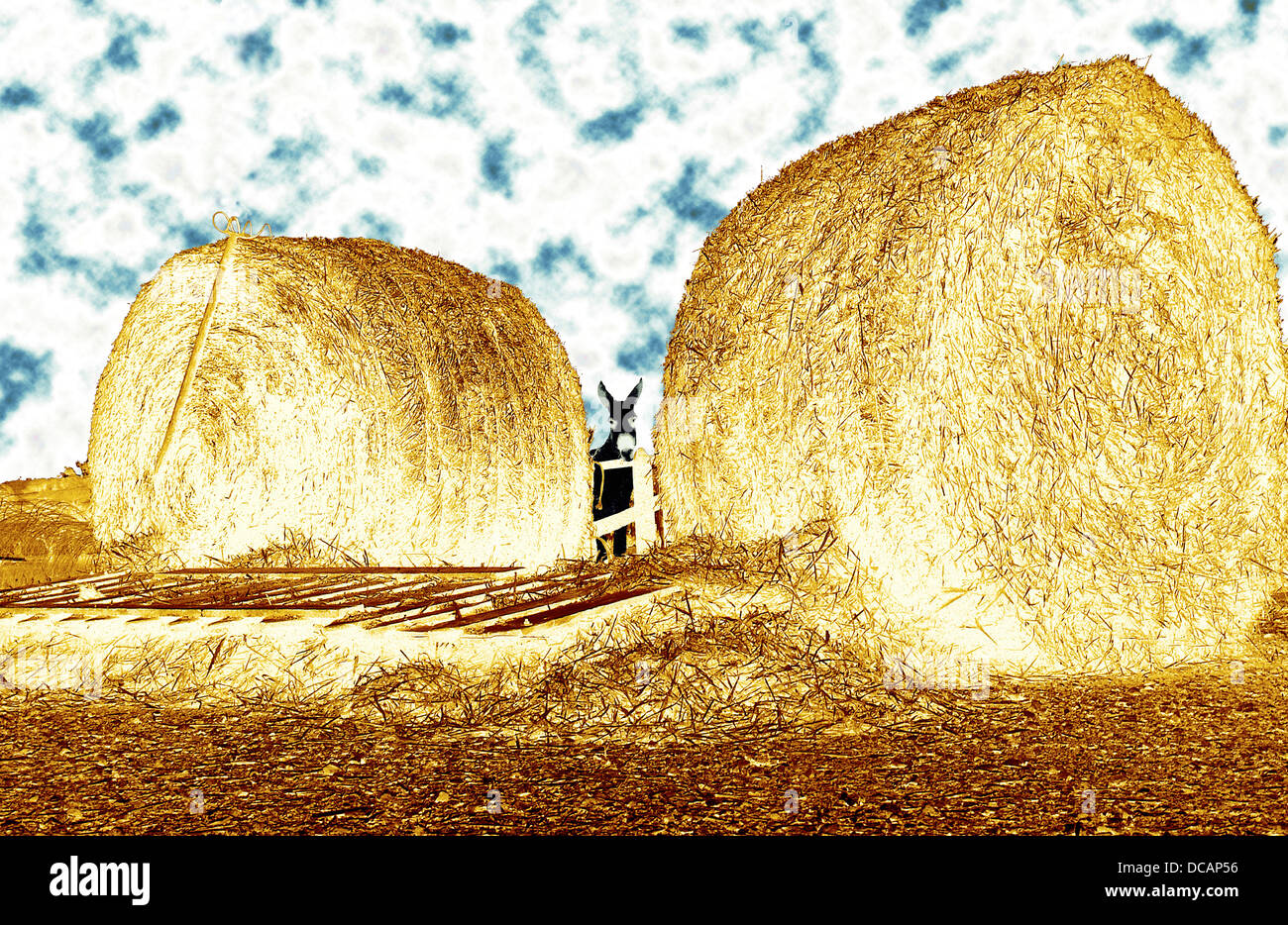 Donkey pair hi-res stock photography and images - Alamy