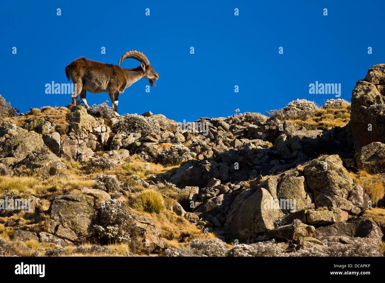 Walia ibex capra walie simien hi-res stock photography and images - Alamy