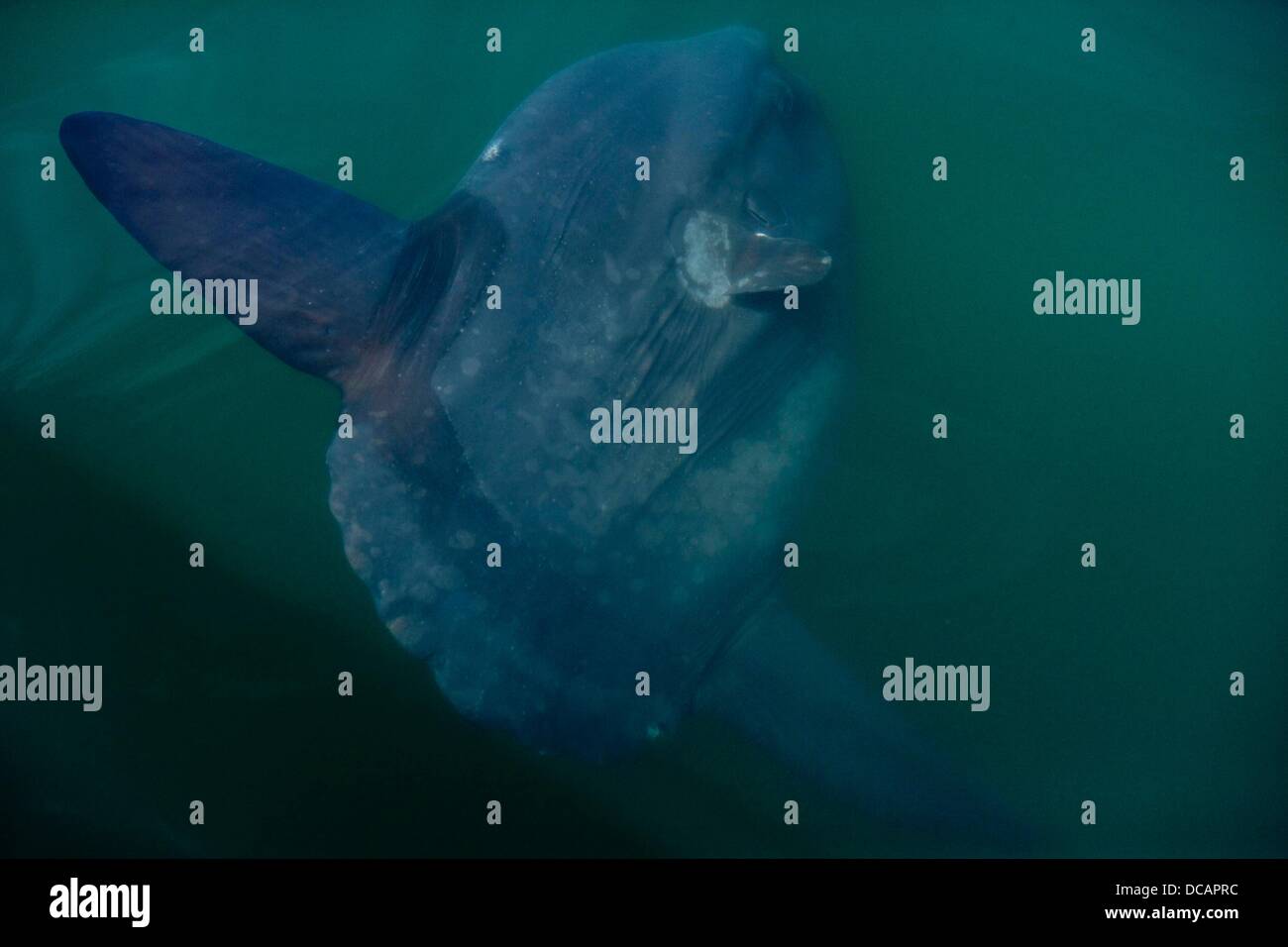 View of an Ocean sunfish, Mola mola, in the Atlantic Ocean at the coast ...