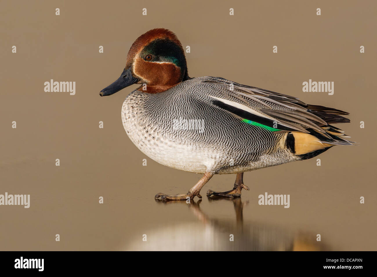 Drake Common Teal walking on an icy pool Stock Photo - Alamy