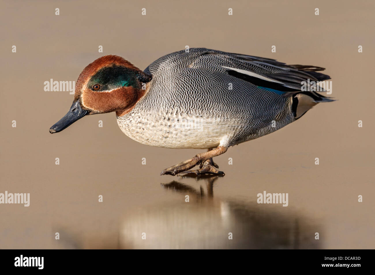 Drake Common Teal walking on an icy pool Stock Photo - Alamy