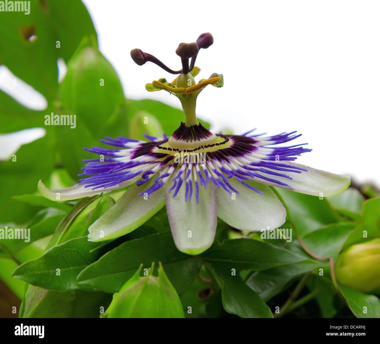 Passionflower bloom hi-res stock photography and images - Alamy