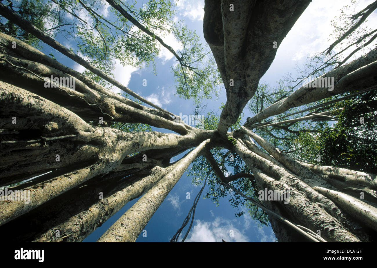 Banyan (Ficus indica or Ficus benghalensis). Madagascar Stock Photo - Alamy
