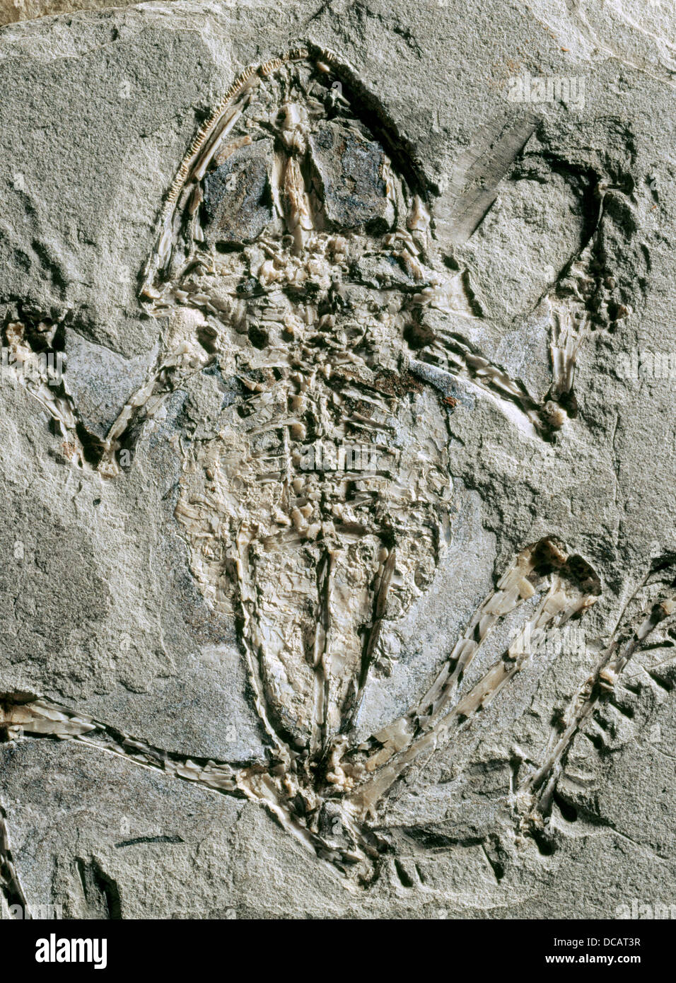 Miocene Era Stock Photos & Miocene Era Stock Images - Alamy