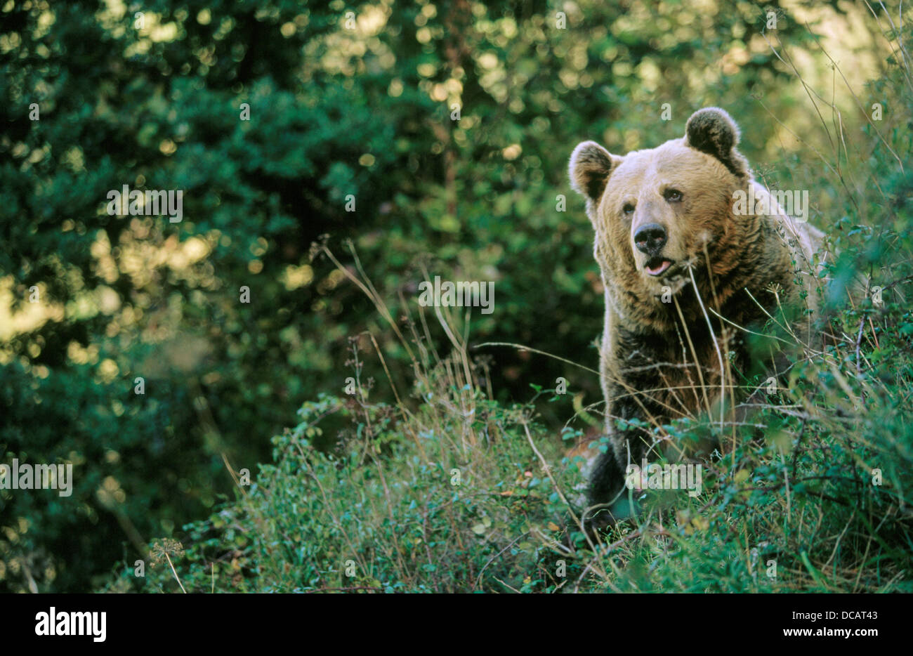 Oso Cantábrico or Brown Bear (Ursus arctos). Spain Stock Photo - Alamy