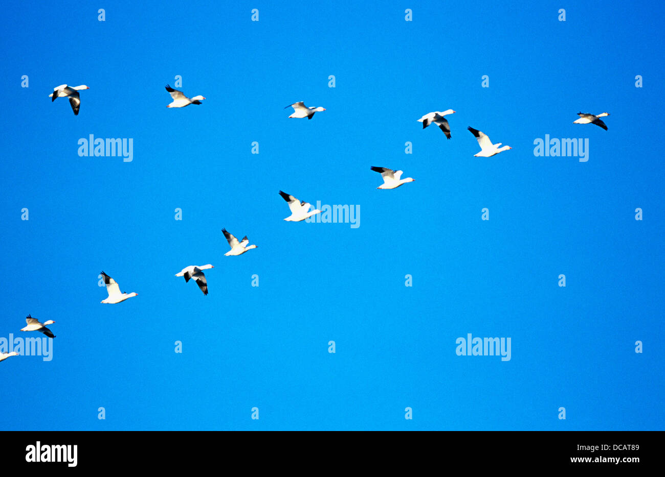 Snow goose flock v formation hi-res stock photography and images - Alamy