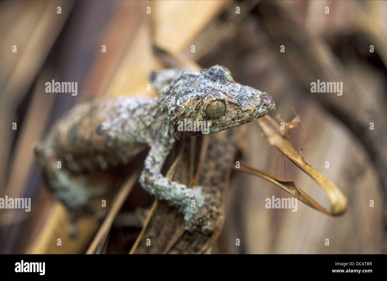 Red tailed gecko uroplatus fimbriatus hi-res stock photography and ...
