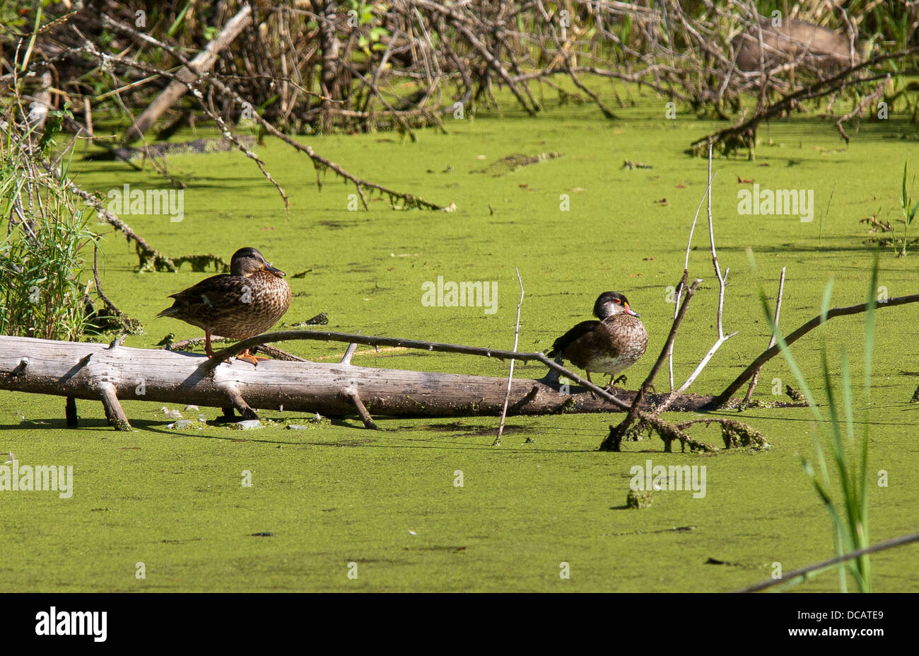 Two wood ducks on log Stock Photo - Alamy