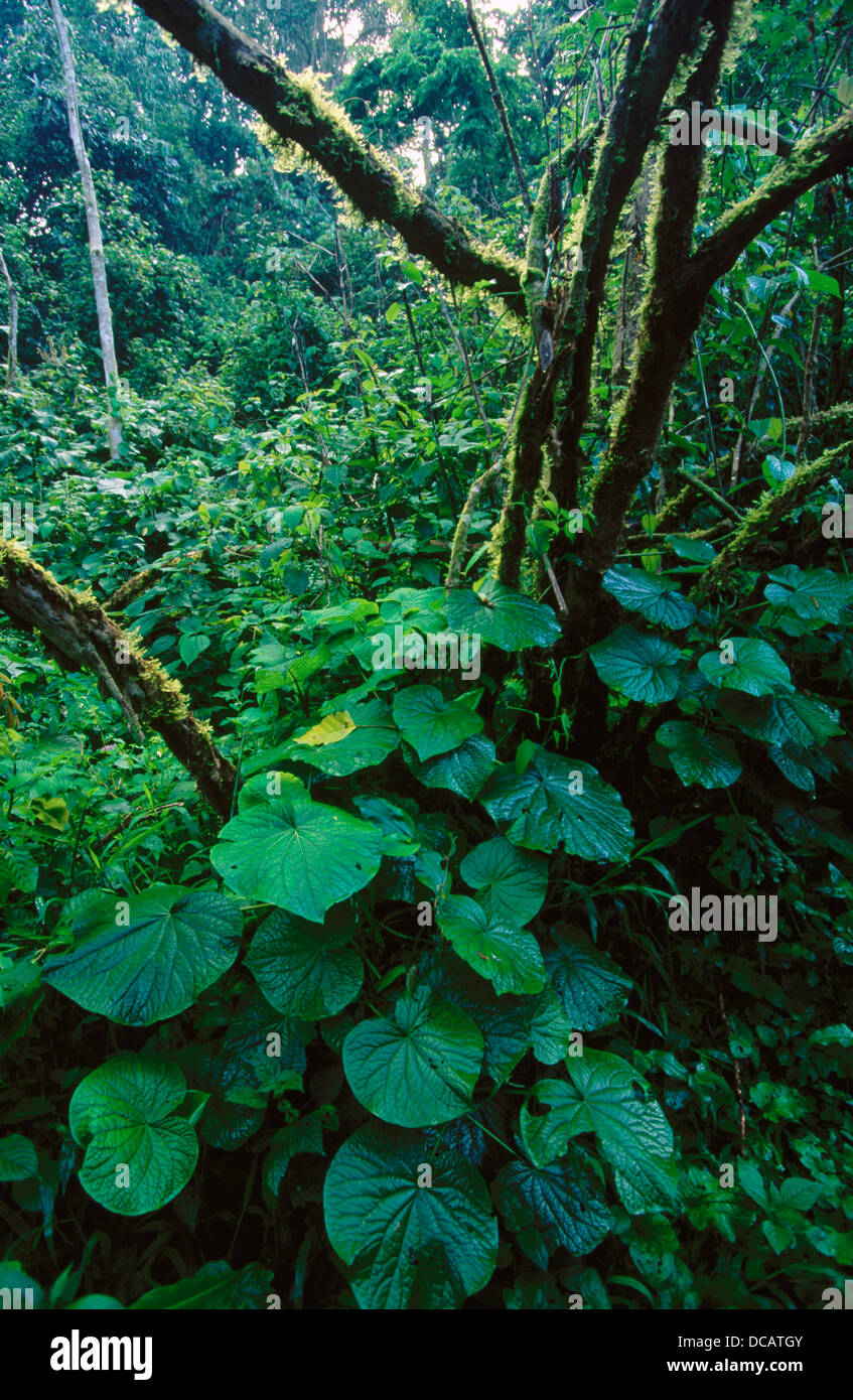 Bwindi forest wood green park uganda hi-res stock photography and ...