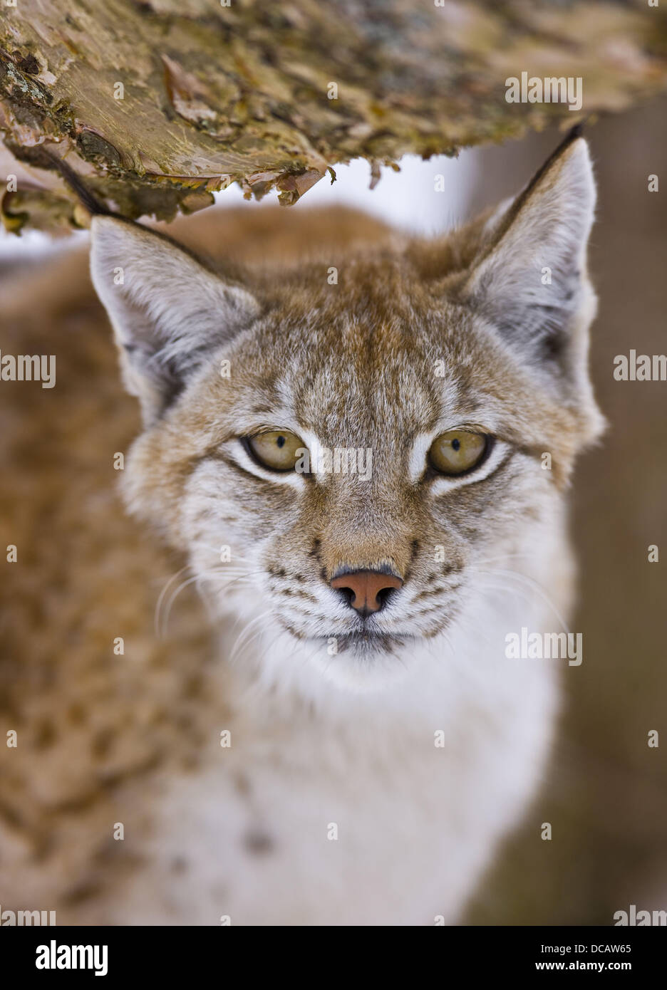 Lynx Headshot High Resolution Stock Photography and Images - Alamy