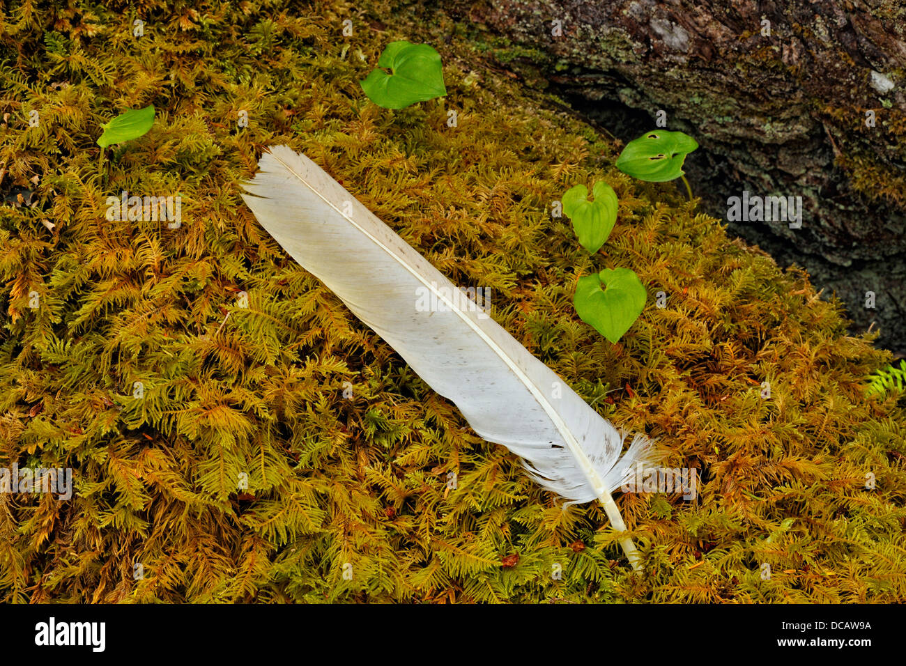 Falling Eagle Feather
